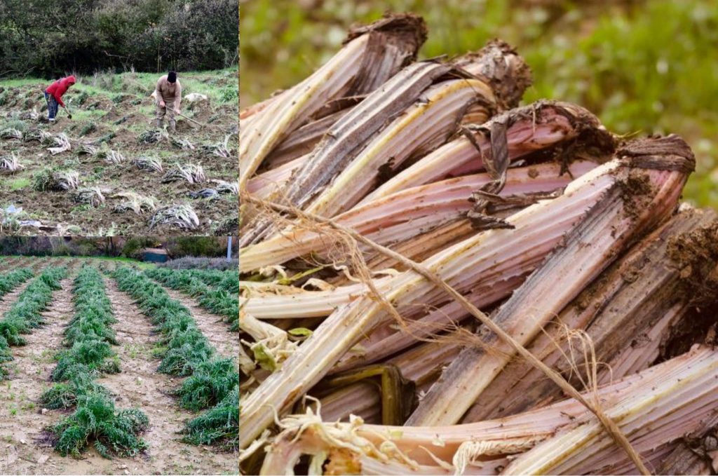 Pioppo celebra il suo ortaggio simbolo con la "Sagra del carduni vruricatu"