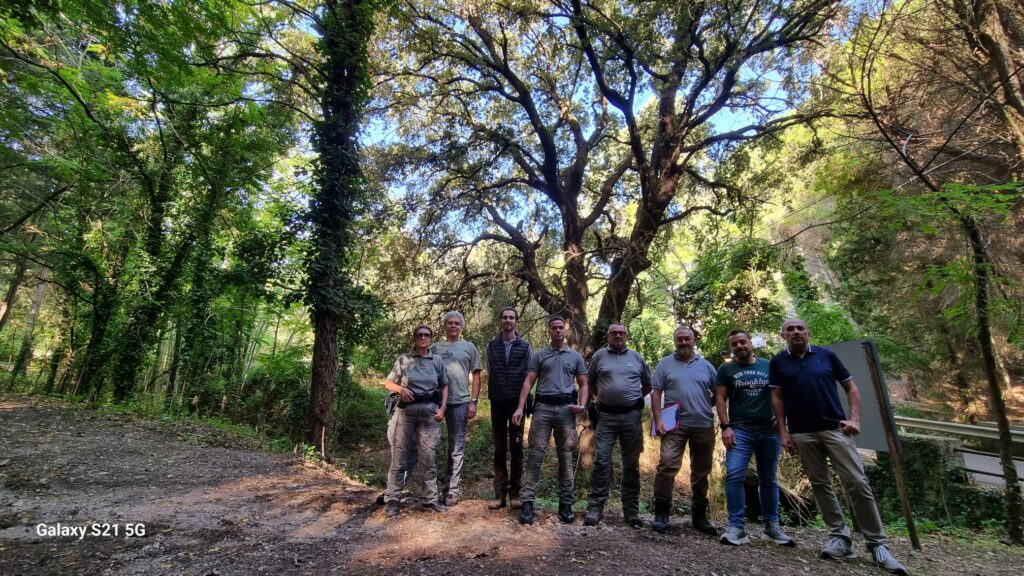 Il Leccio di San Martino delle Scale diventa Albero Monumentale di Sicilia